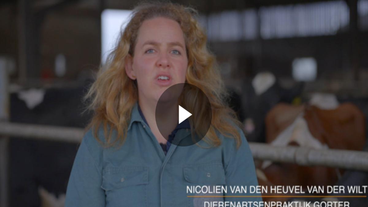 Wat te doen bij blauwtong? veegezondheid.nl